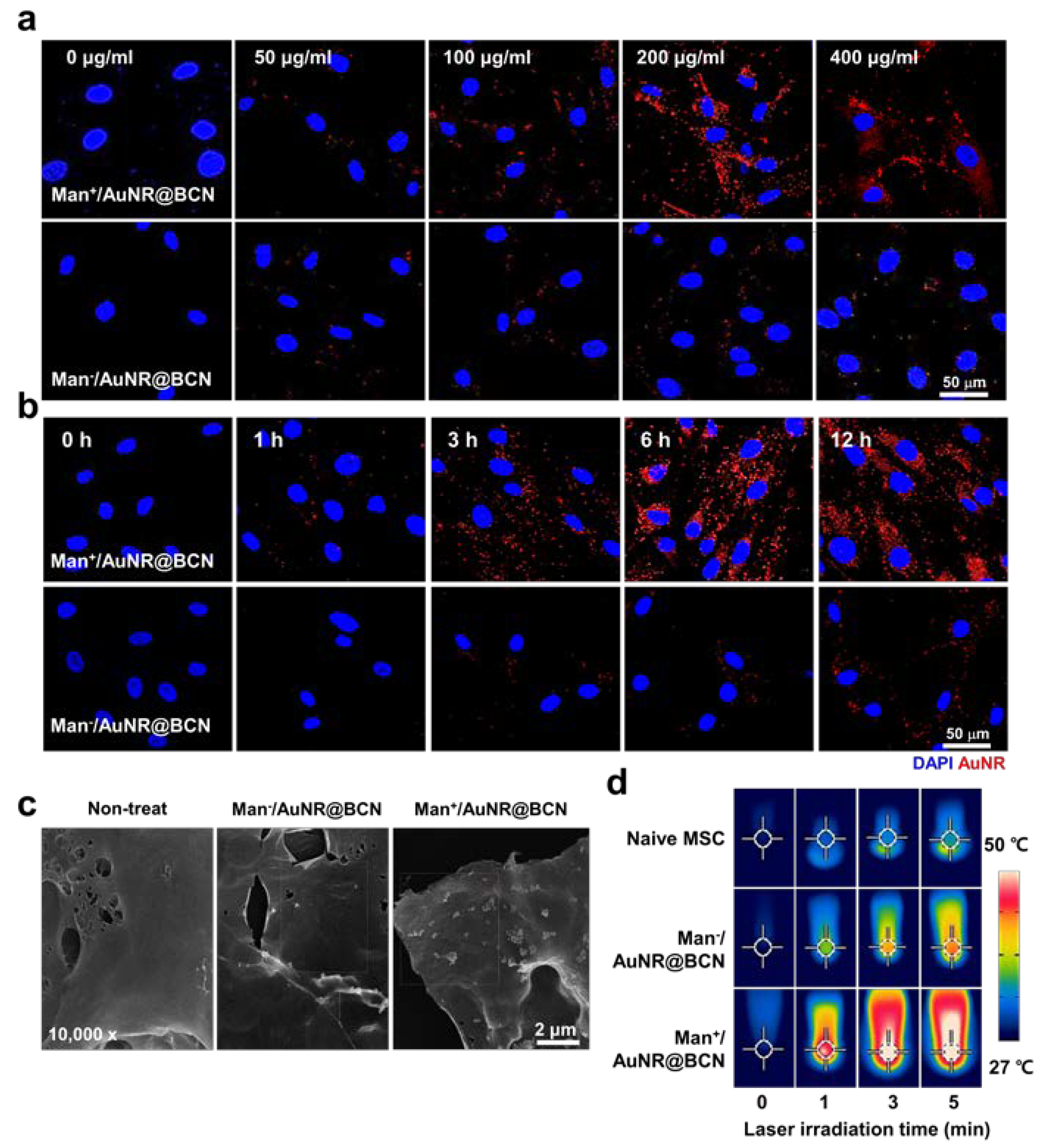 Nanomaterials | Free Full-Text | Mesenchymal Stem Cell-Mediated Deep Tumor Delivery of Gold ...